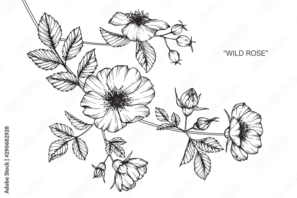 Wild rose flower drawing illustration with line art on white ...