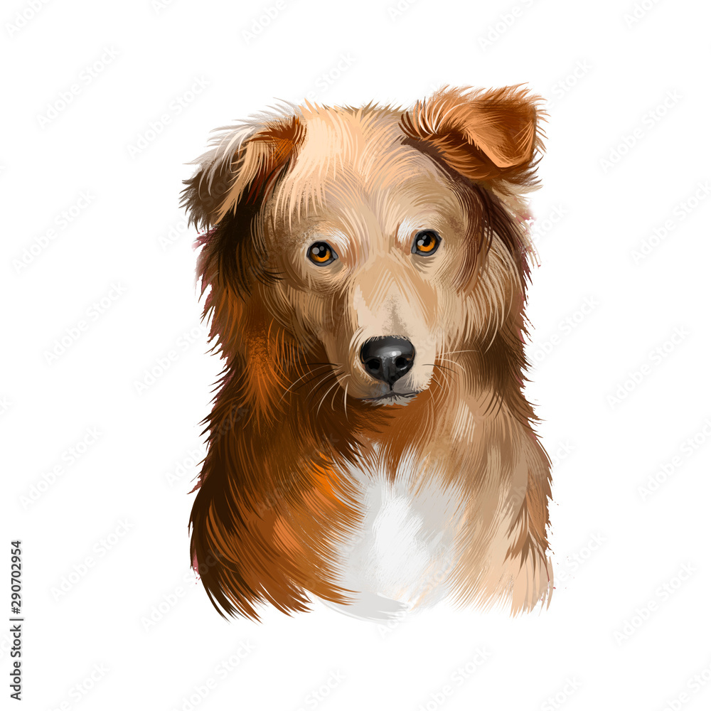 Basenji breed of hunting dog digital art illustration isolated on white ...
