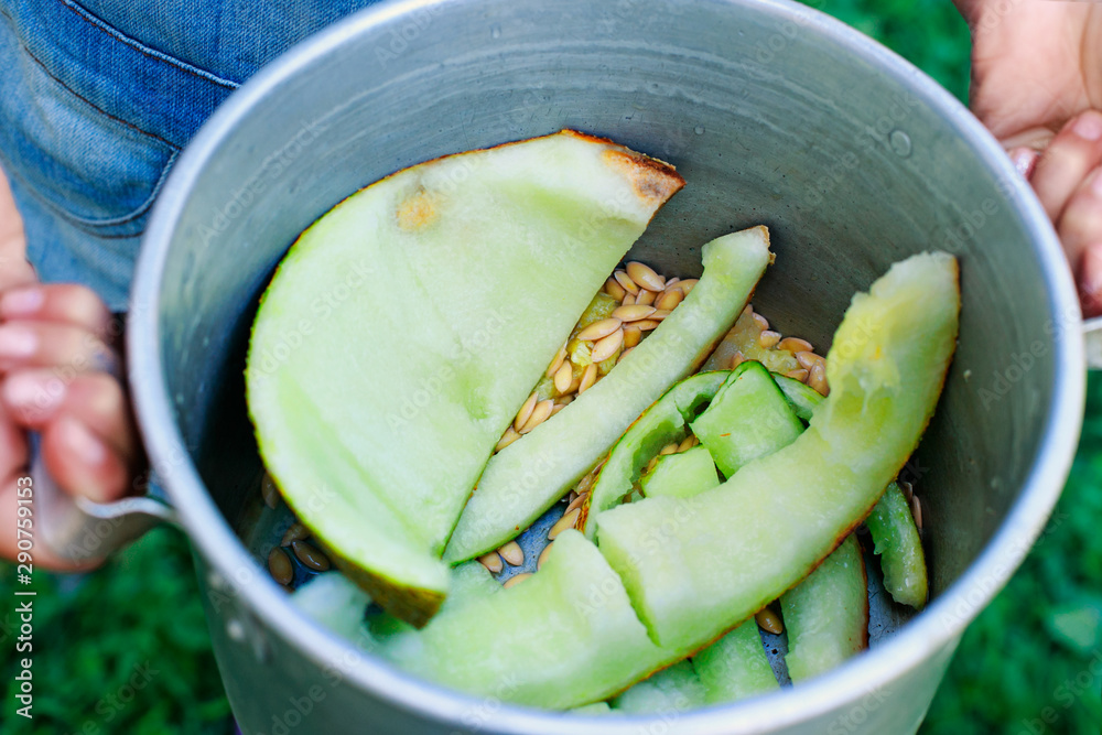 Child’s hands carrying bin with melon seeds and scraps. Child throwing ...