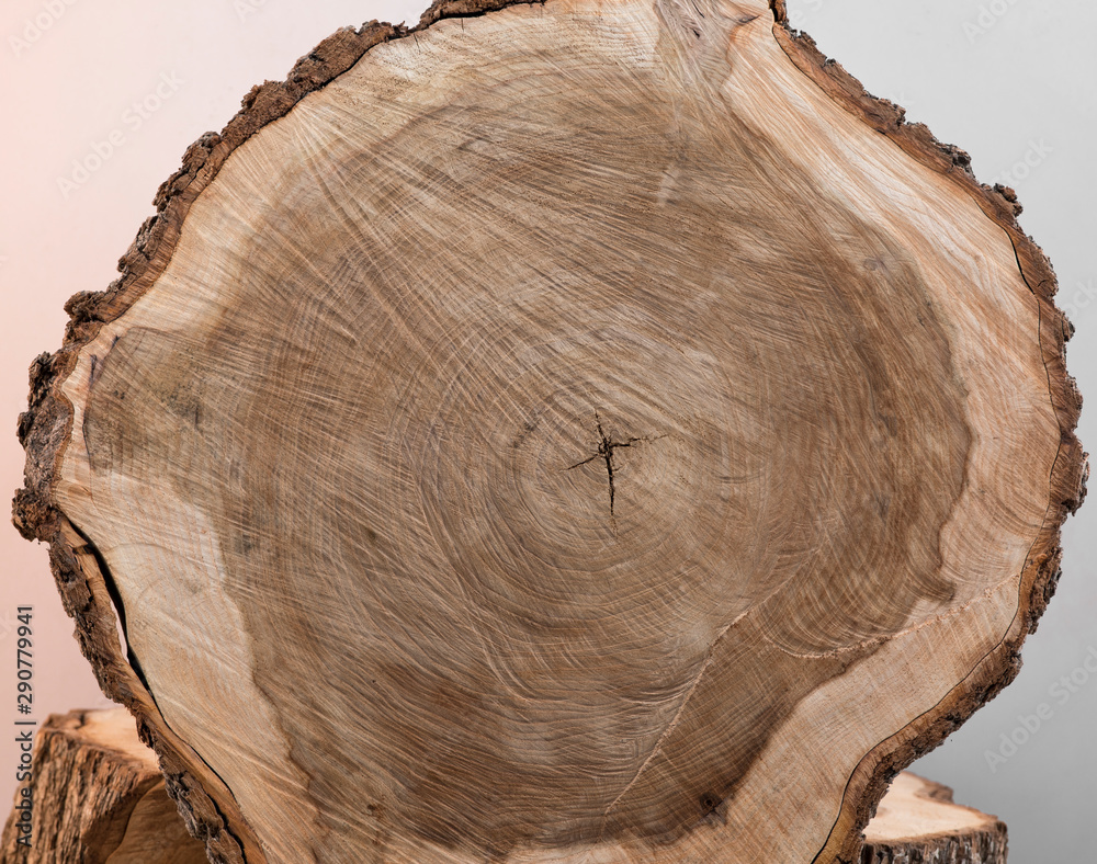 ash tree cross section texture Stock Photo | Adobe Stock