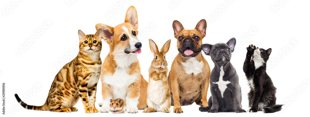cat and dog and a rabbit and a hamster together on a white background ...