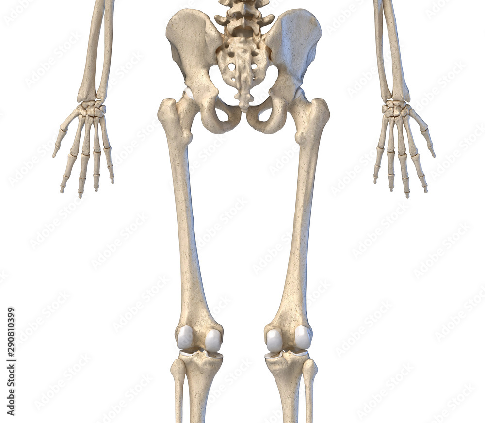 Human Anatomy, hip, limbs and hands skeleton. Rear view. Stock ...