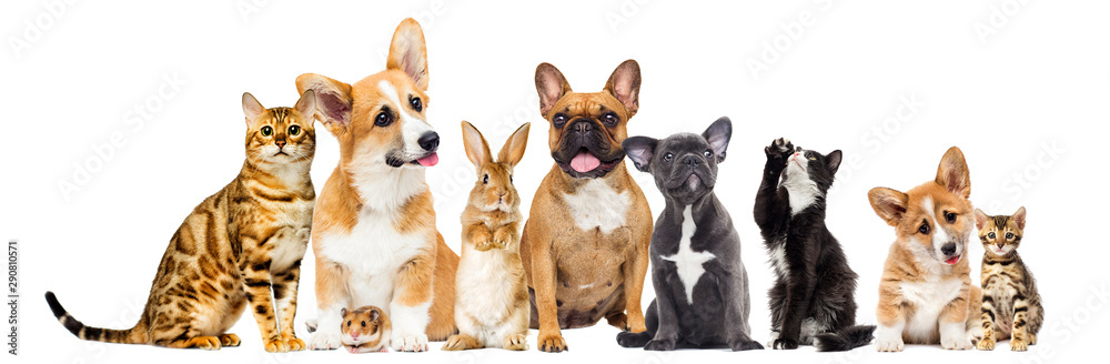 cat and dog and a rabbit and a hamster together on a white background ...