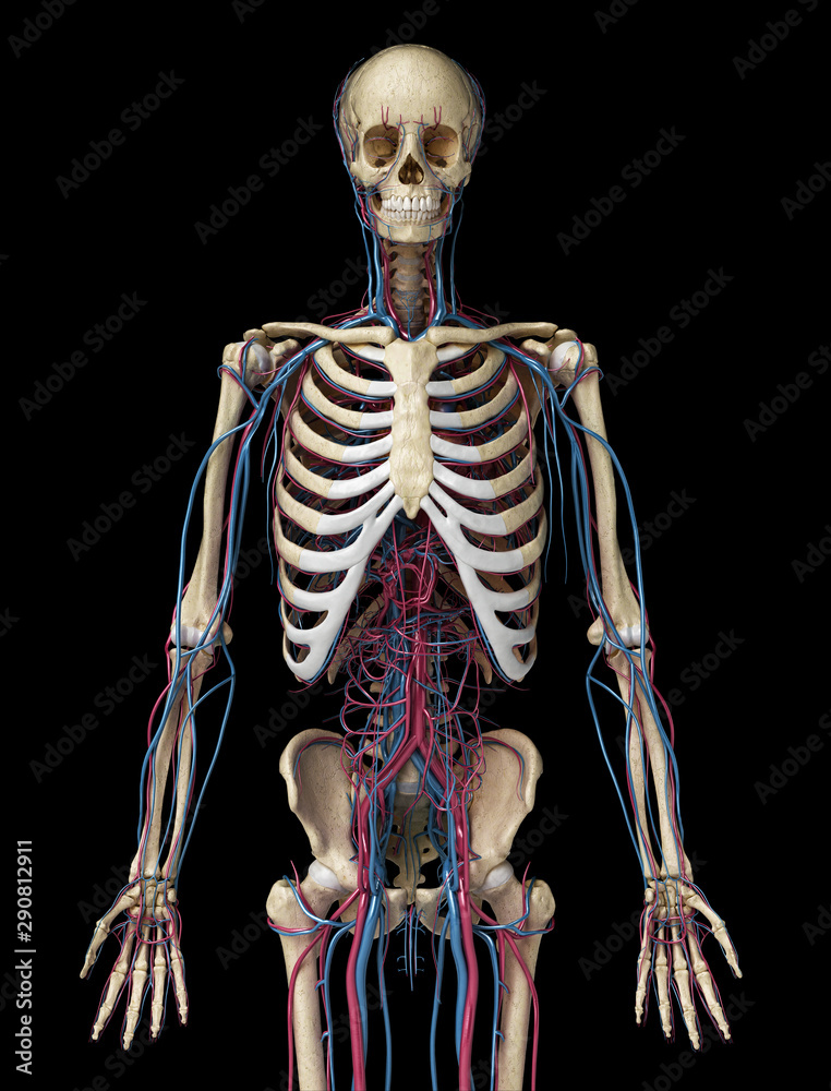 Veins Of The Body Model