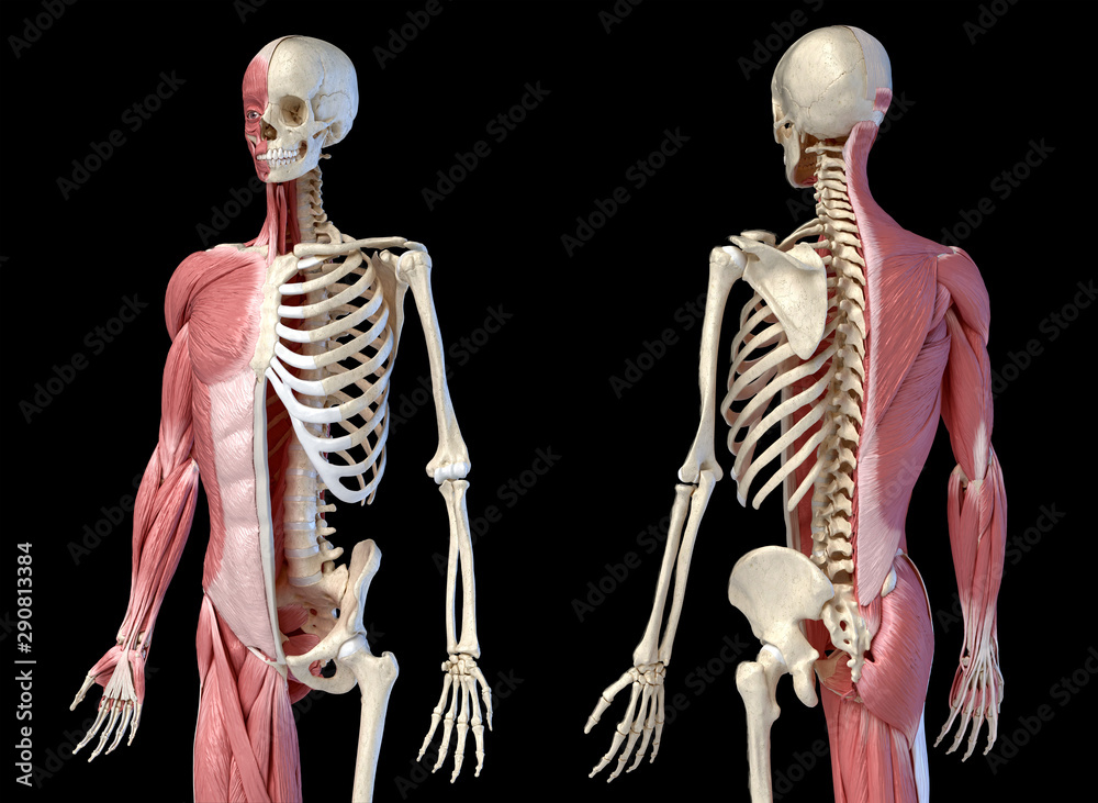 Human male anatomy, 3/4 figure muscular and skeletal systems, front and ...