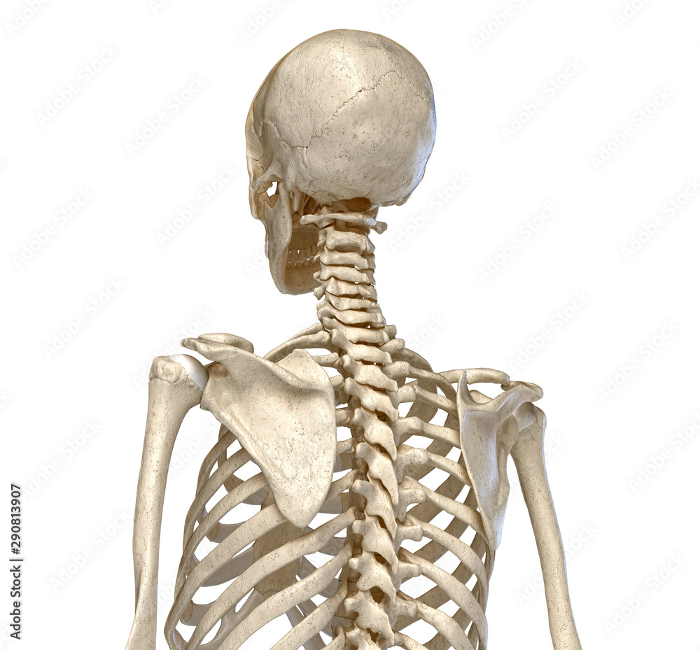 Human Anatomy, skeletal system of the Torso. Rear perspective view ...