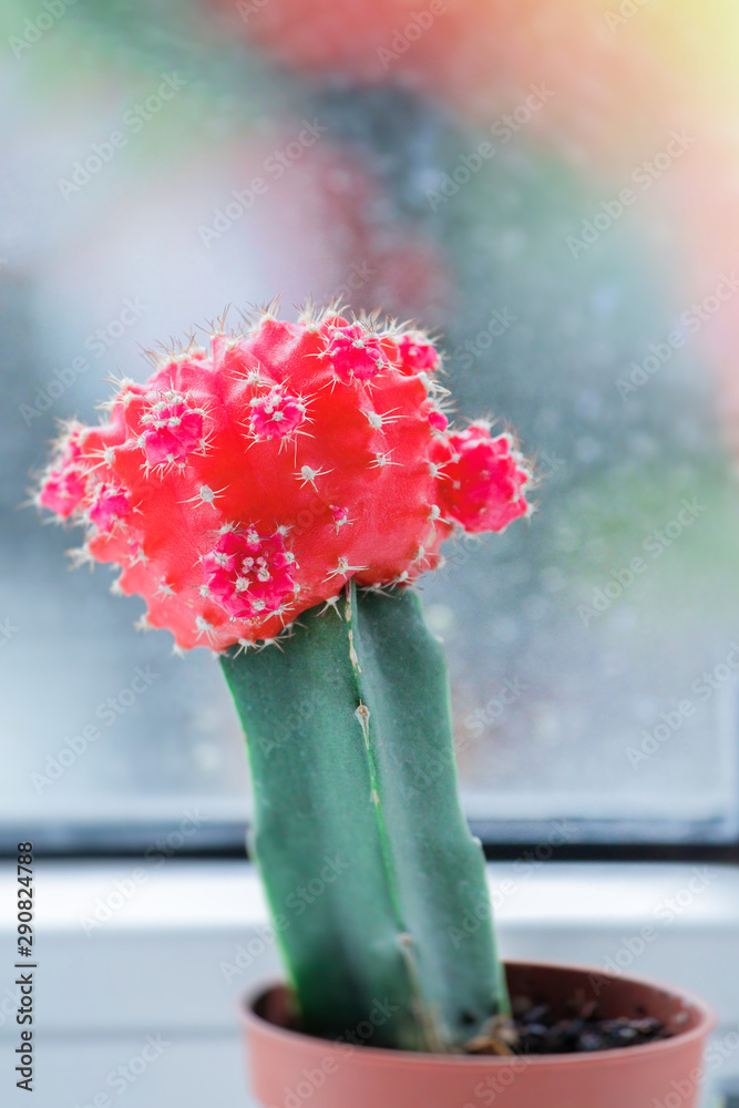 Cactus breeding. Beautiful red cactus Gymnocalycium Mihanovichii in pot ...