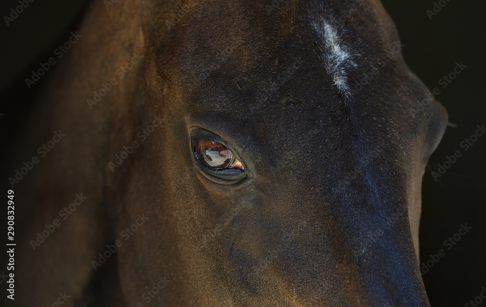 Head of a dark black akhal teke breed horse on a black background ...