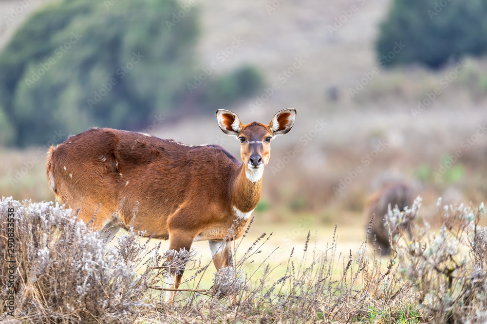 female of endemic very rare Mountain nyala, Tragelaphus buxtoni, big ...