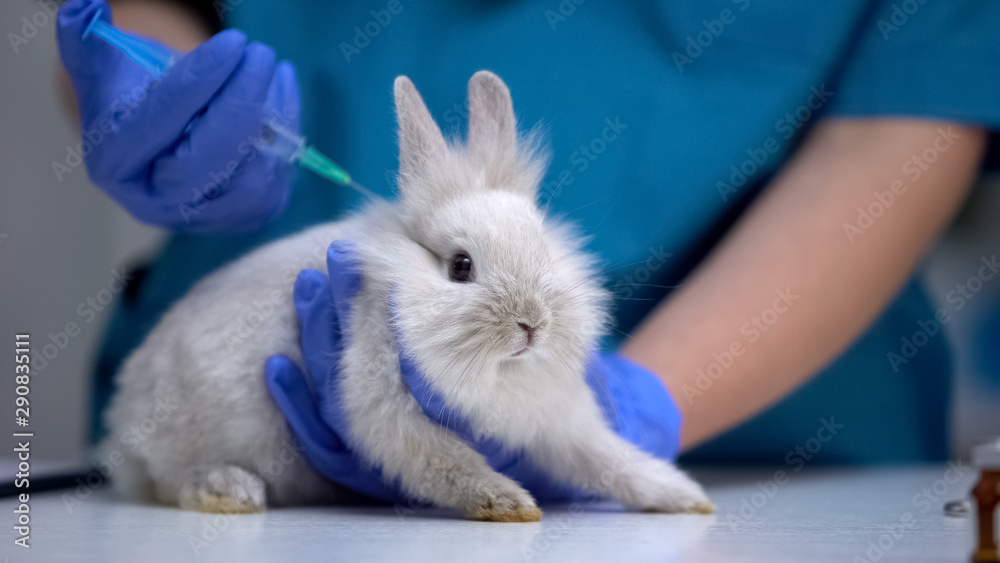 Vet hand giving injection to bunny, pet vaccination against rabies ...