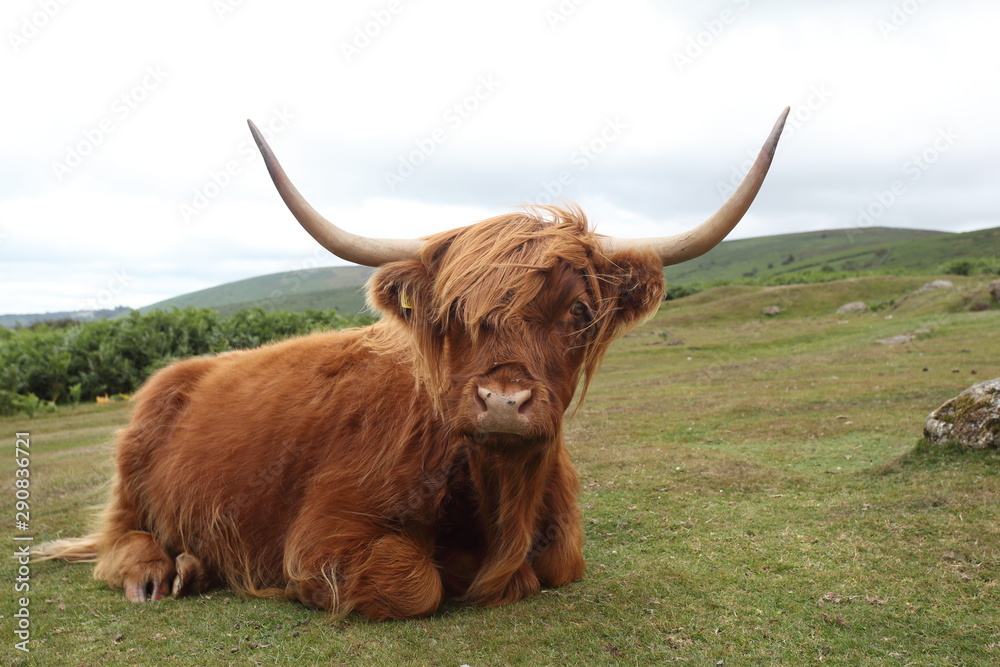 Schottisches Hochlandrind Stock Photo | Adobe Stock