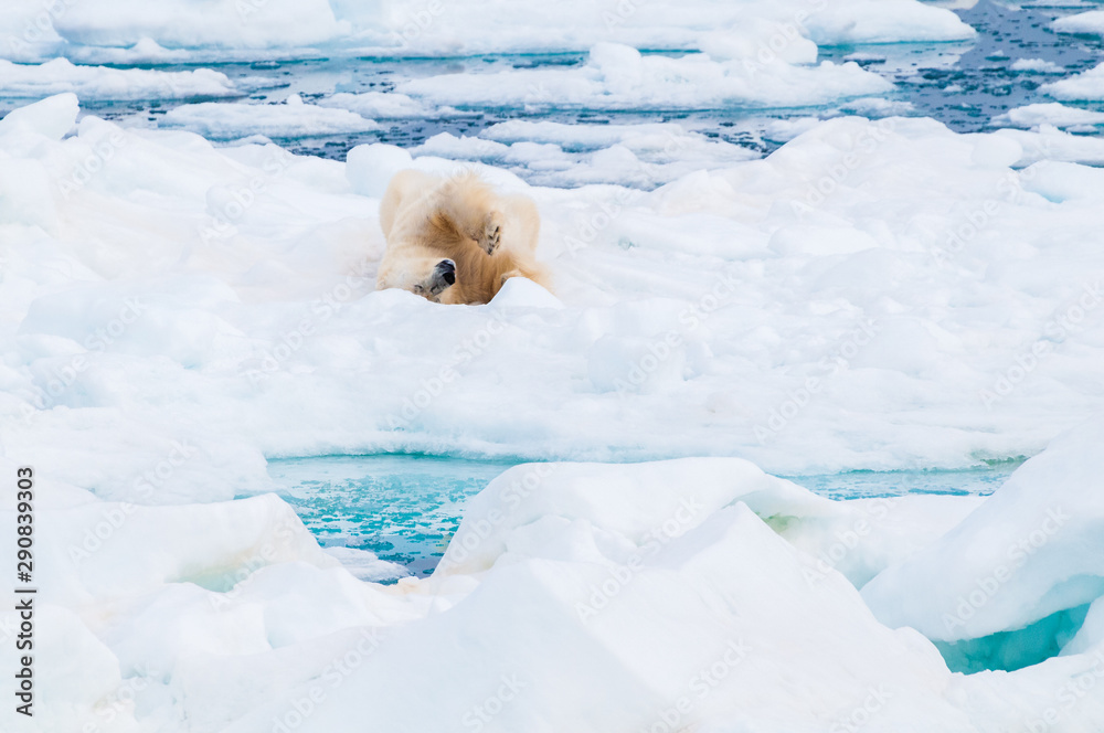 Large polar bear lying on a large ice pack in the Arctic Circle ...
