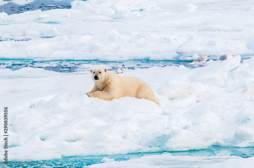 Large polar bear lying on a large ice pack in the Arctic Circle ...