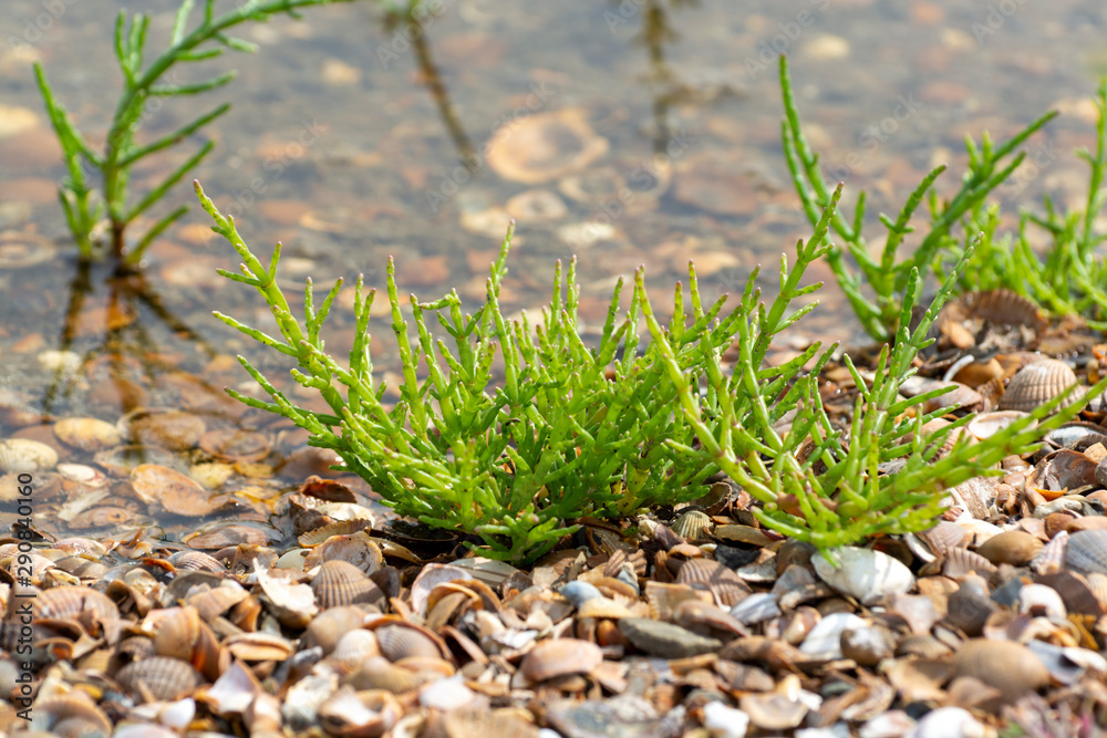 Salicornia edible plants grow in salt marshes, beaches, and mangroves ...