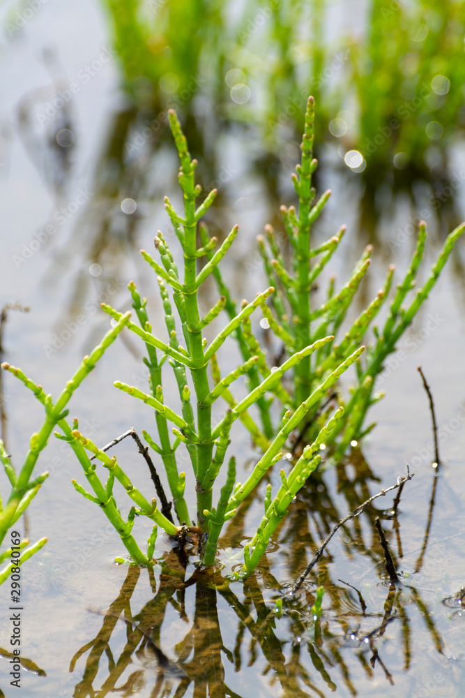 Salicornia edible plants grow in salt marshes, beaches, and mangroves ...