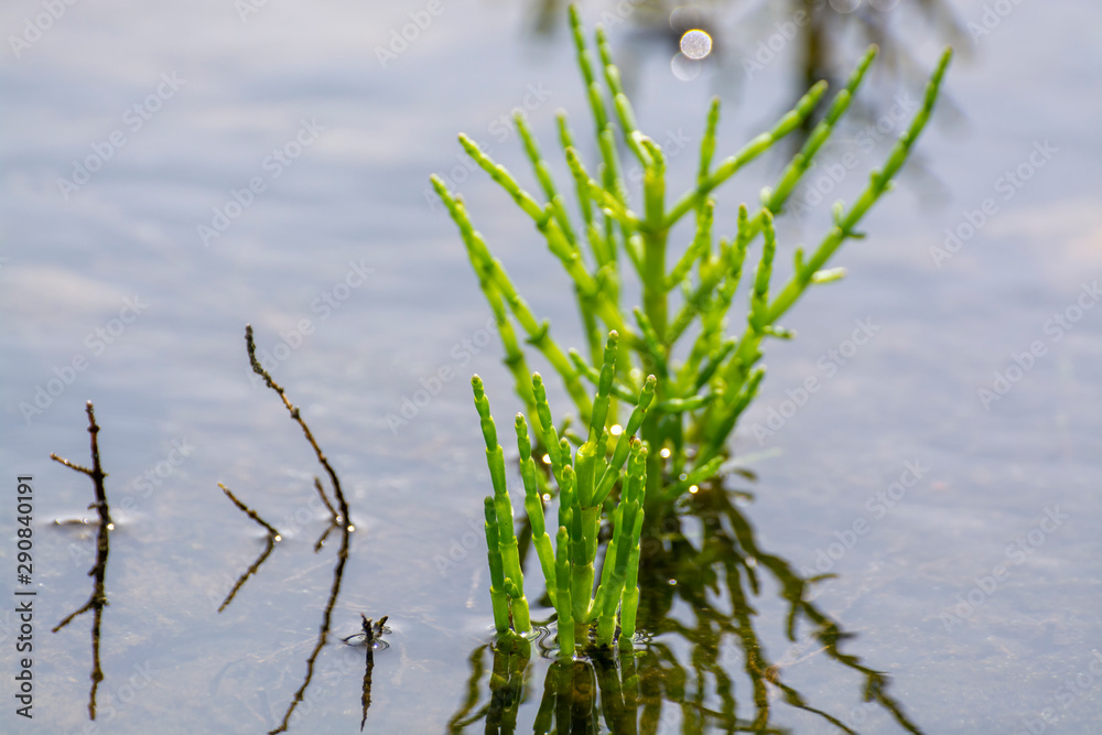 Salicornia edible plants grow in salt marshes, beaches, and mangroves ...