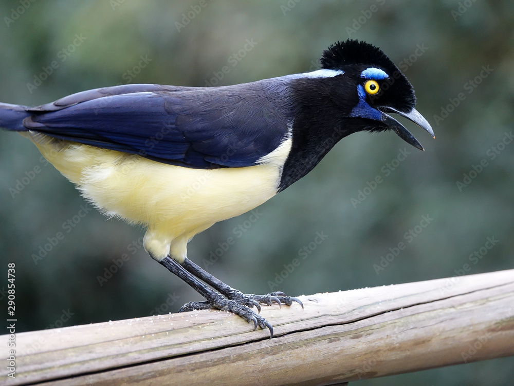 Plush-crested Jay or Cyanocorax chrysops bird in the forest of Iguazu ...