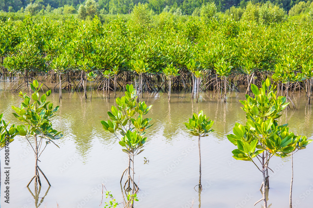 Mangrove planting project river brae in Thailand. Plant used preserve ...