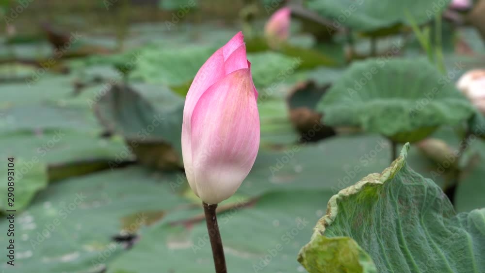 Vidéo Stock The lotus is the queen of the water. That is considered a ...