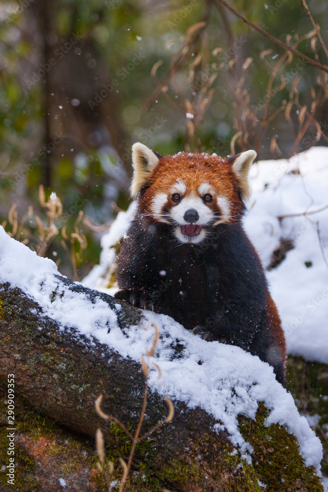 Red panda (Ailurus fulgens), also called lesser panda, red bear-cat ...