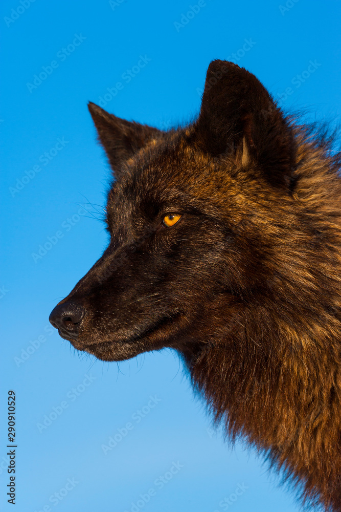 Gray wolf or grey wolf (Canis lupus) Stock Photo | Adobe Stock
