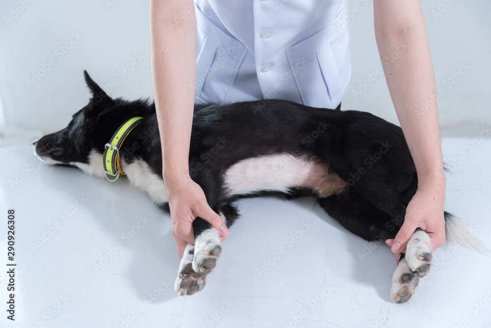 Fotografia do Stock: veterinary have control and restraint a dog to ...