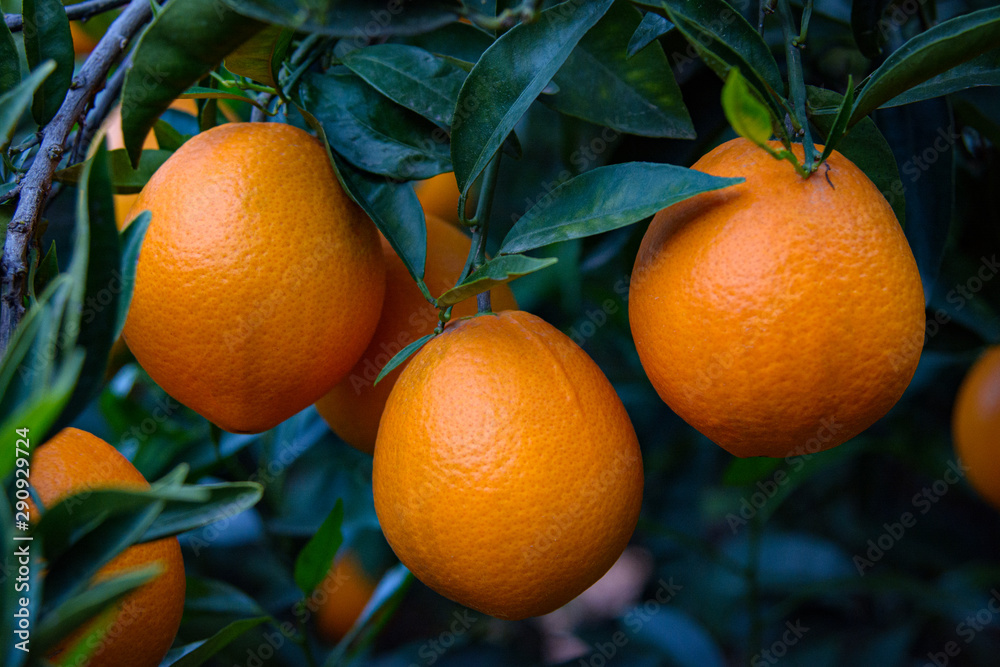 Naranjas de la variedad Navel Late, en el árbol, pendientes de ...