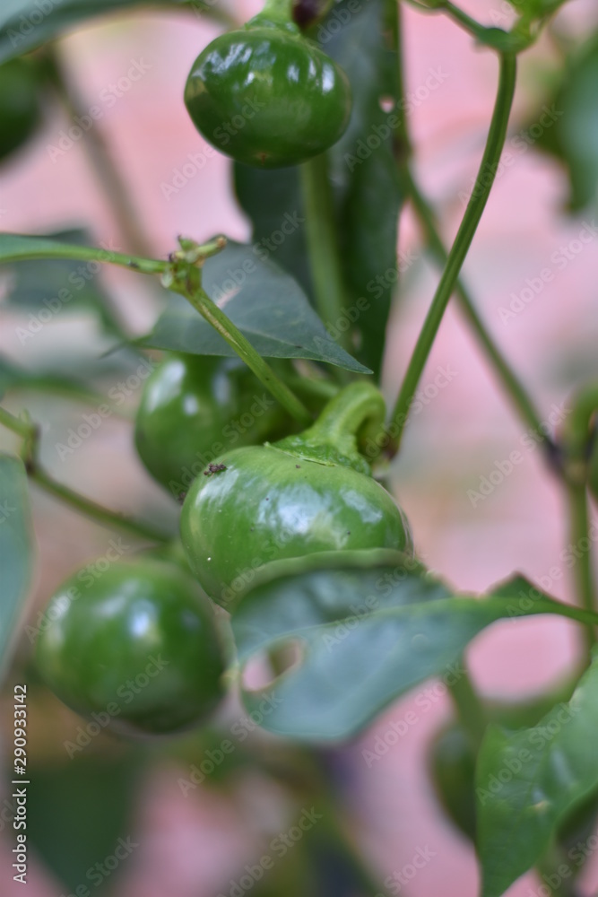 Unreife Kirschpaprika (Capsicum annuum) Stock-Foto | Adobe Stock