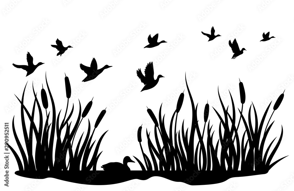 A flock of wild ducks flying over a pond with reeds. Black and white ...