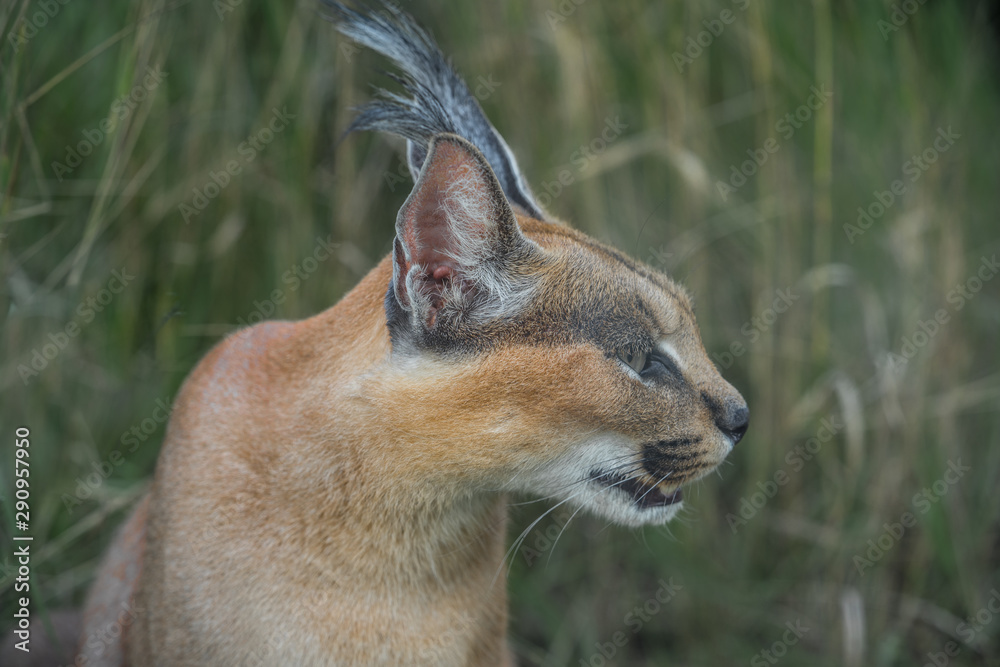 Poster A close facial view of a caracal, a medium-sized wild cat native ...