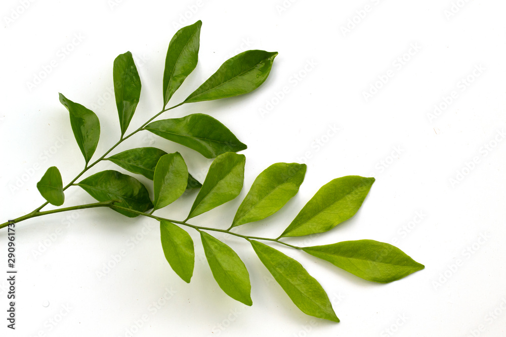 murraya paniculata leaves isolated on white background Stock Photo ...