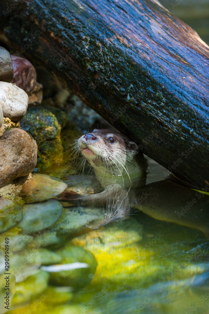 European otter (Lutra lutra), also known as the Eurasian otter ...