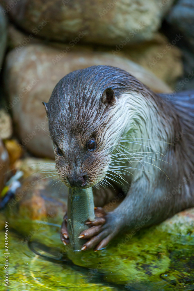 European otter (Lutra lutra), also known as the Eurasian otter ...