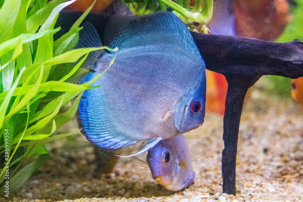Discus fish Stock Photo | Adobe Stock