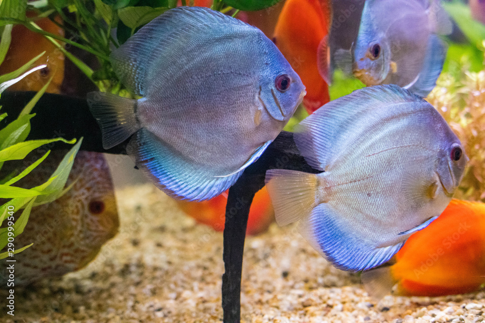 Discus fish Stock Photo | Adobe Stock