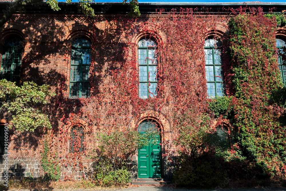 Edera rossa rampicante sulla facciata di un portone Stock Photo | Adobe ...