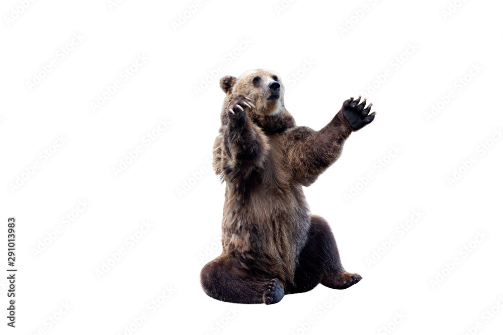 Brown bear waves his paw. Isolated white background. Stock Photo ...