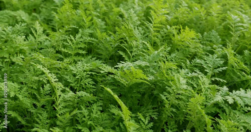 Lacy phacelia (Phacelia tanacetifolia) as green manure and cover crop ...