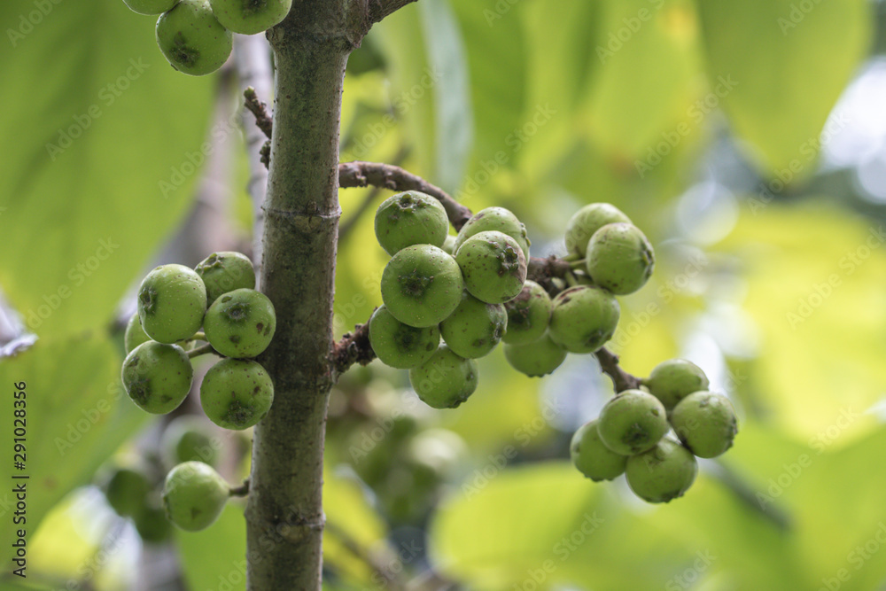 The fruit of Ficus Racemos.The common name Fig fruit,cluster fig tree ...