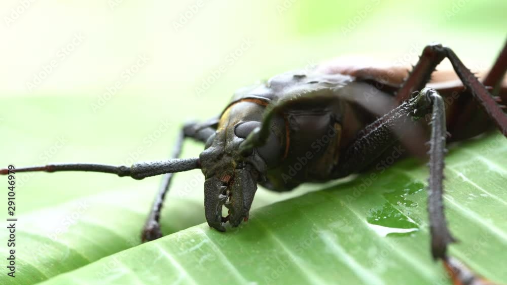 Giant Fijian longhorn beetle from island Koh Phangan, Thailand. Close ...