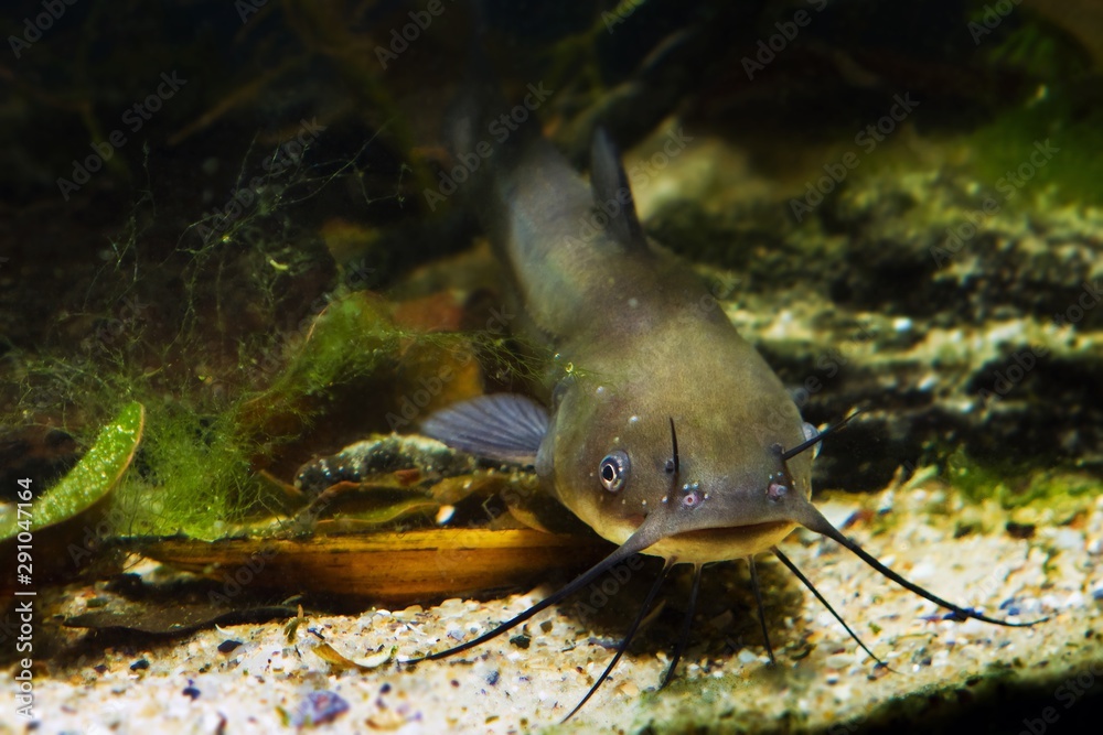 dangerous cosmpolitan freshwater predator fish Channel catfish ...