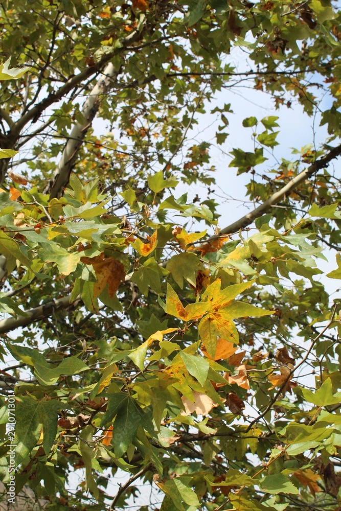 Platanus Racemosa is the taxonomical rank of a tree casually described ...