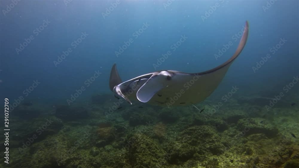 Graceful Calm Manta Ray Swimming Close Up Overhead To Big Ray In Gentle ...