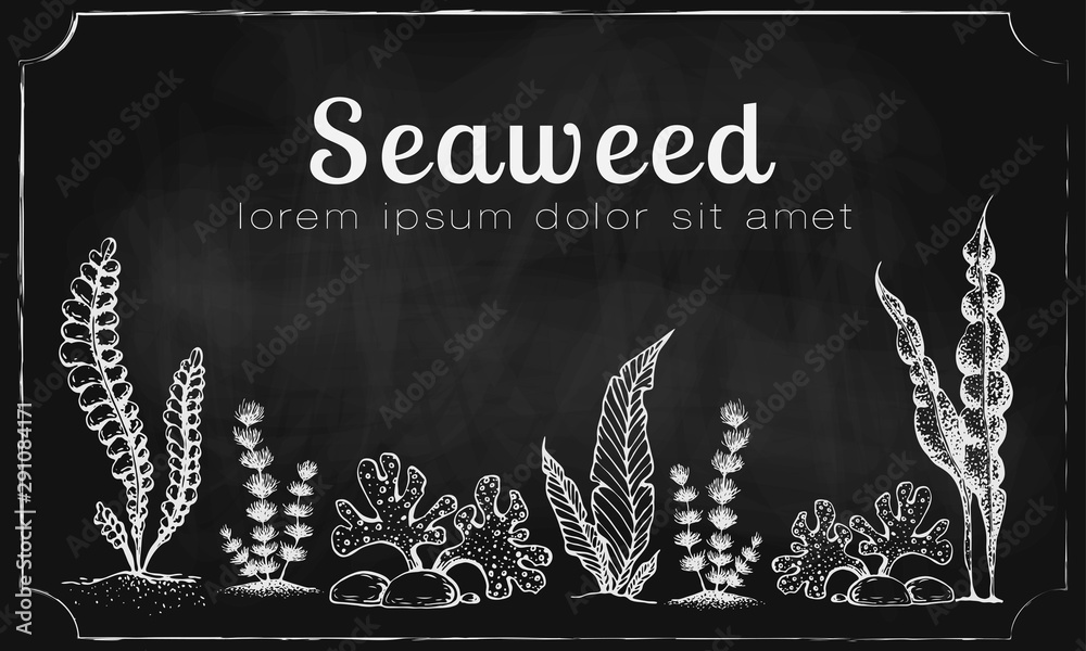 Vector horizontal banner template with drawn seaweeds on chalkboard ...