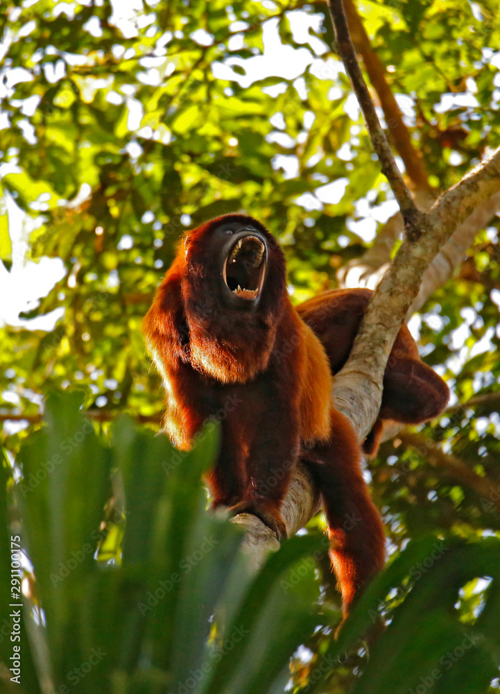 Red Howler Monkey (Alouatta seniculus) with Wide Open Mouth, in a Tree ...
