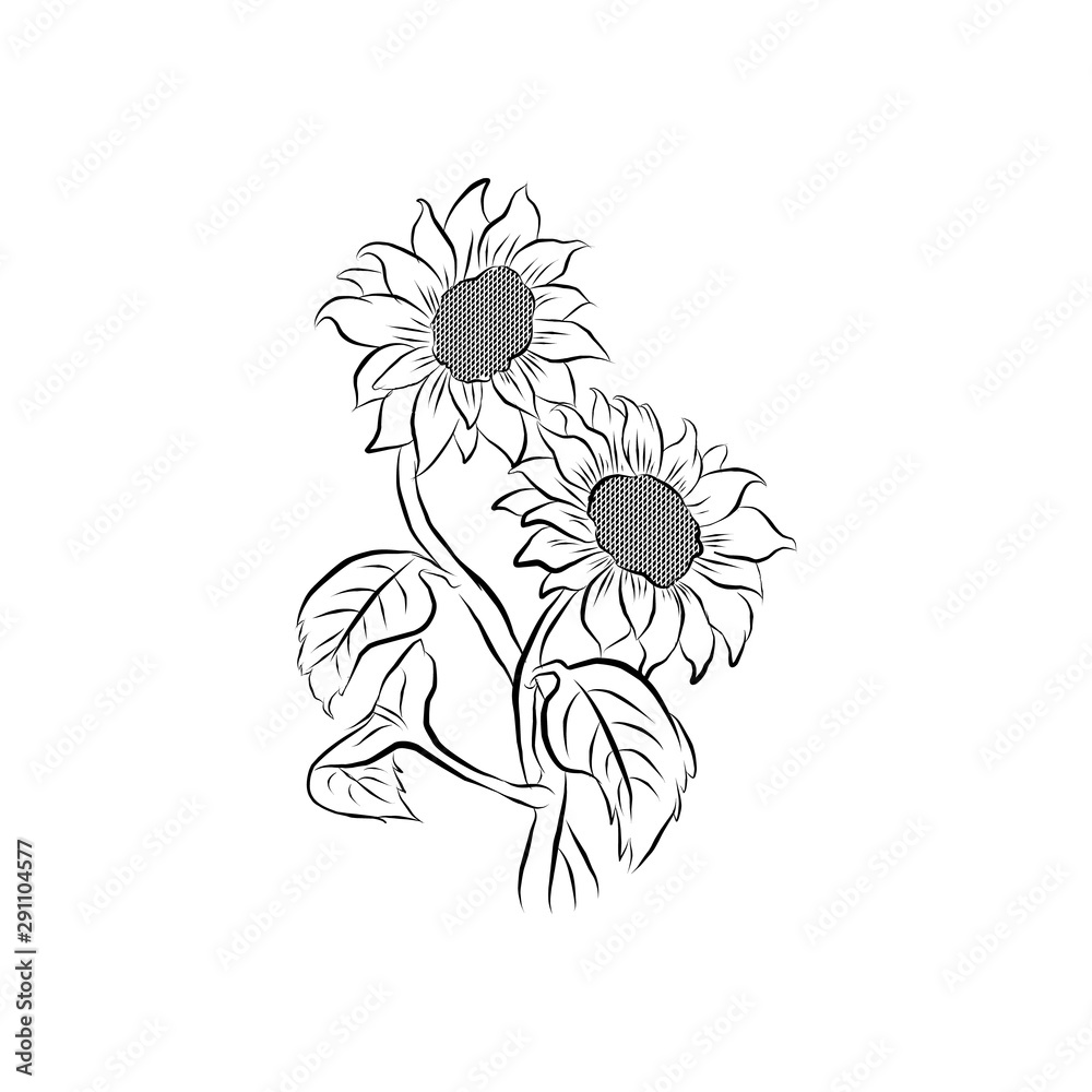 sunflower ,hand drawing Stock Vector | Adobe Stock