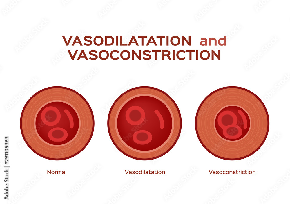 normal vasodilation and vasoconstriction blood vessel vector Stock ...