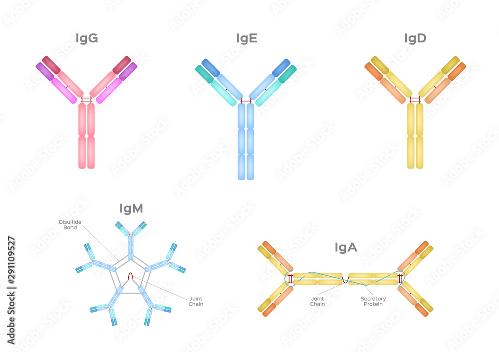 Poster Types of Antibodies and immunoglobulin structure vector ...
