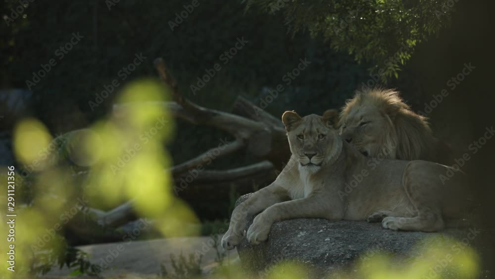 Lion and lioness having rest between copulations, beautiful african ...
