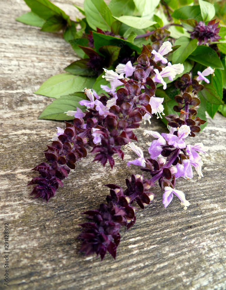Sweet Basil Flowers